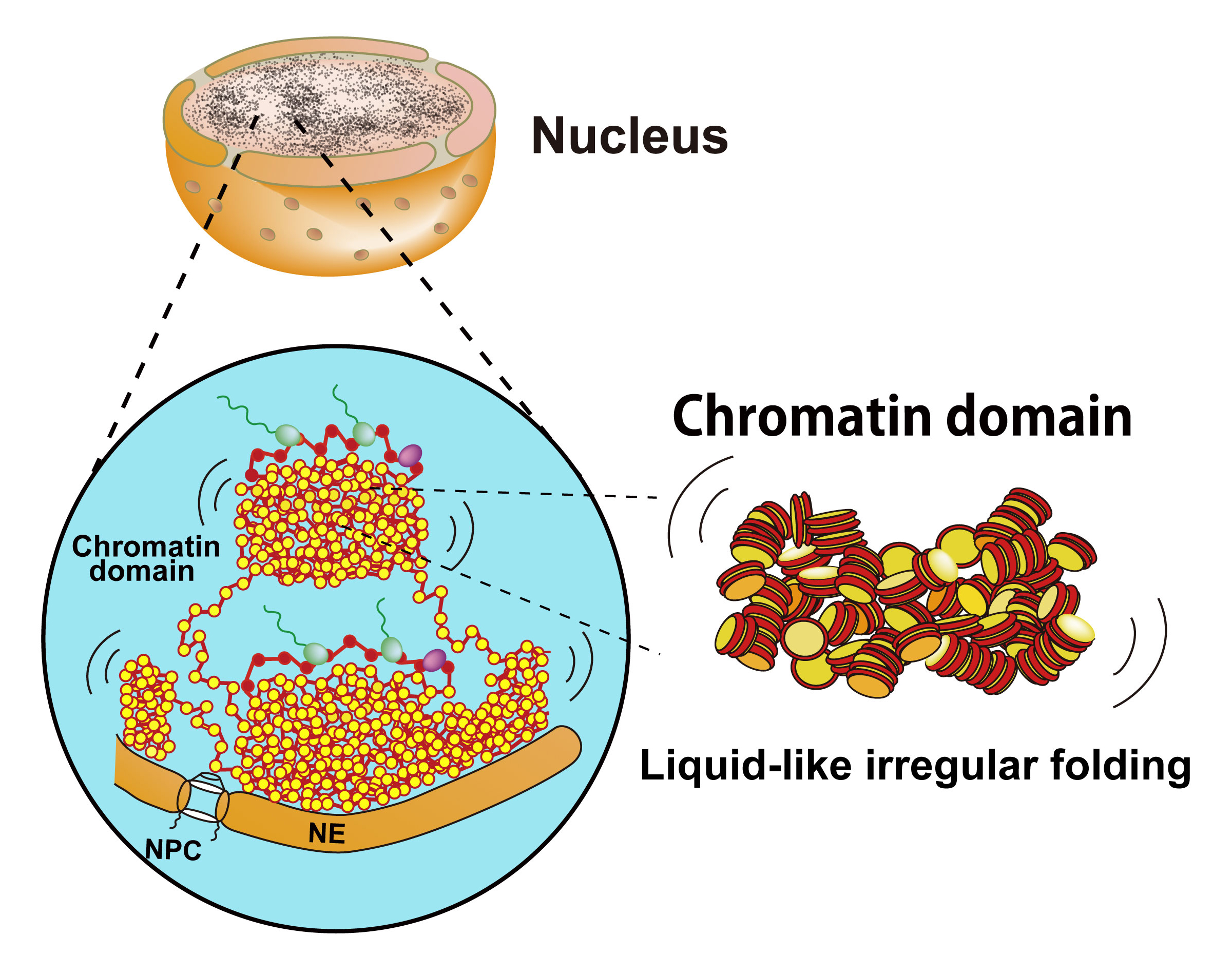 Structure Of Chromatin My XXX Hot Girl